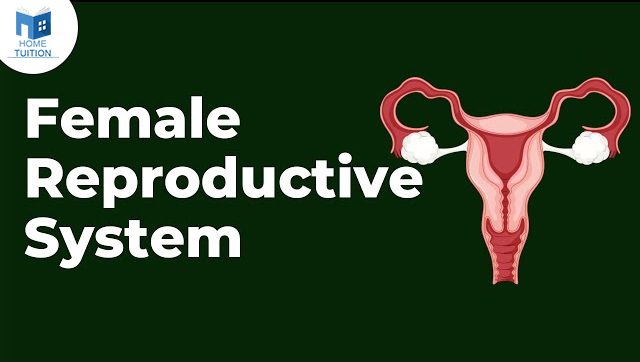 Female Reproductive System - Overview, Anatomy and Physiology